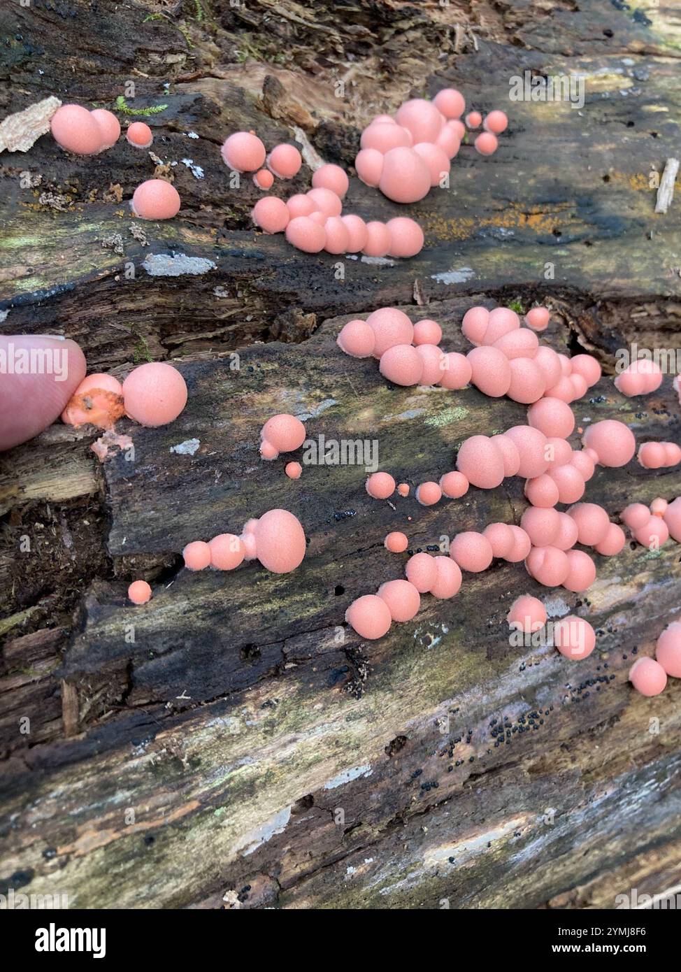 Wolf's Milk (Lycogala epidendrum Stock Photo - Alamy