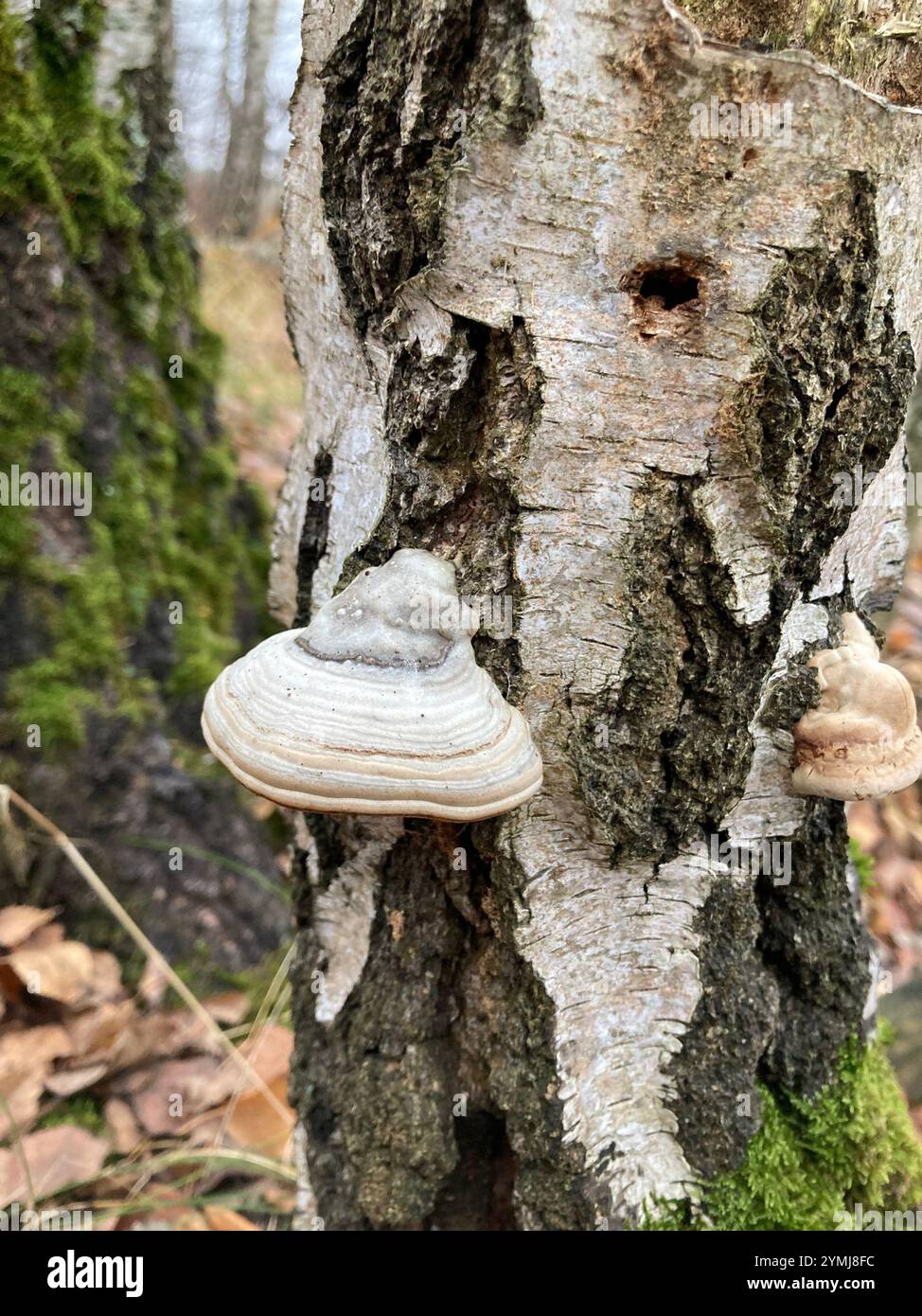 Hoof Fungus (Fomes fomentarius Stock Photo - Alamy