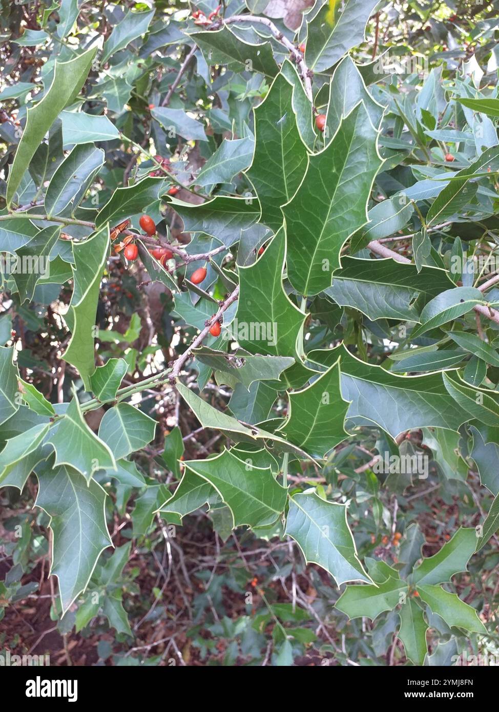 Maytenus ilicifolia hi-res stock photography and images - Alamy