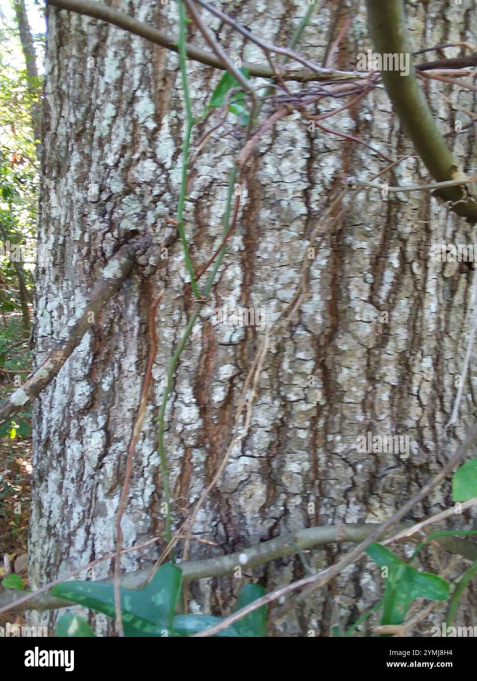 swamp laurel oak (Quercus laurifolia Stock Photo - Alamy