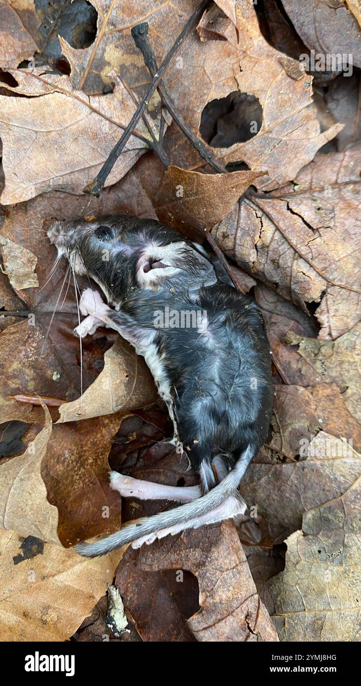 North american deer mice hi-res stock photography and images - Alamy