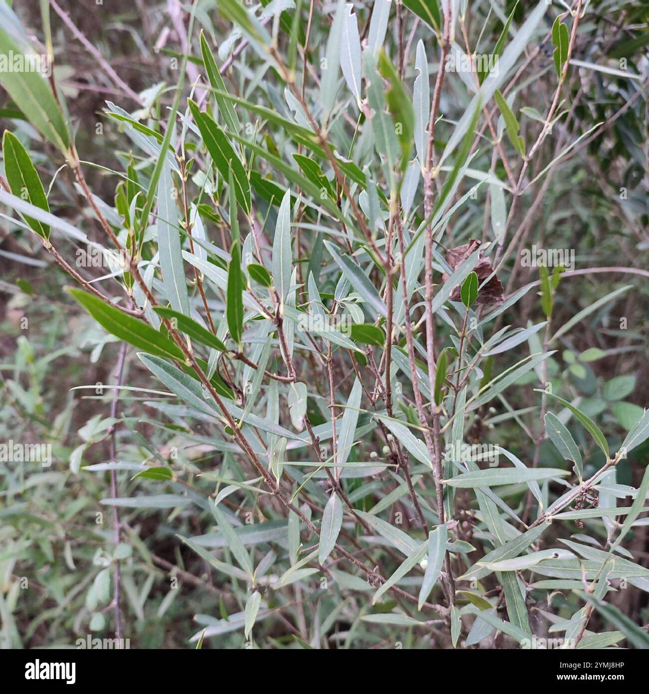Narrow-leaved mock privet (Phillyrea angustifolia Stock Photo - Alamy