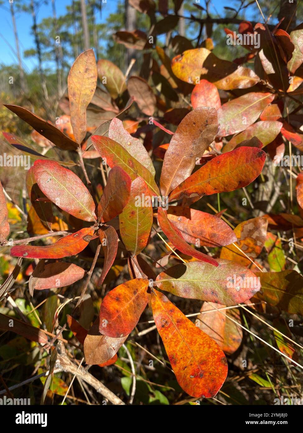 bluejack oak (Quercus incana Stock Photo - Alamy