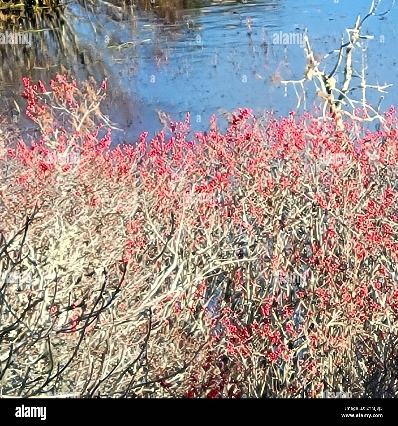 winterberry holly (Ilex verticillata Stock Photo - Alamy