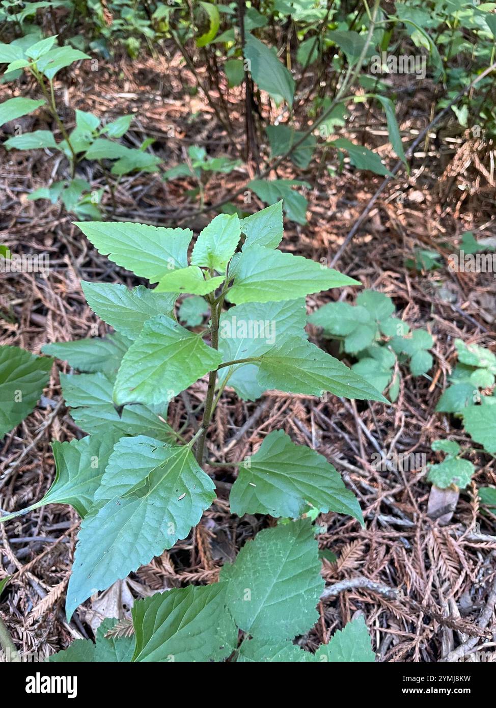 Crofton Weed (Ageratina adenophora Stock Photo - Alamy