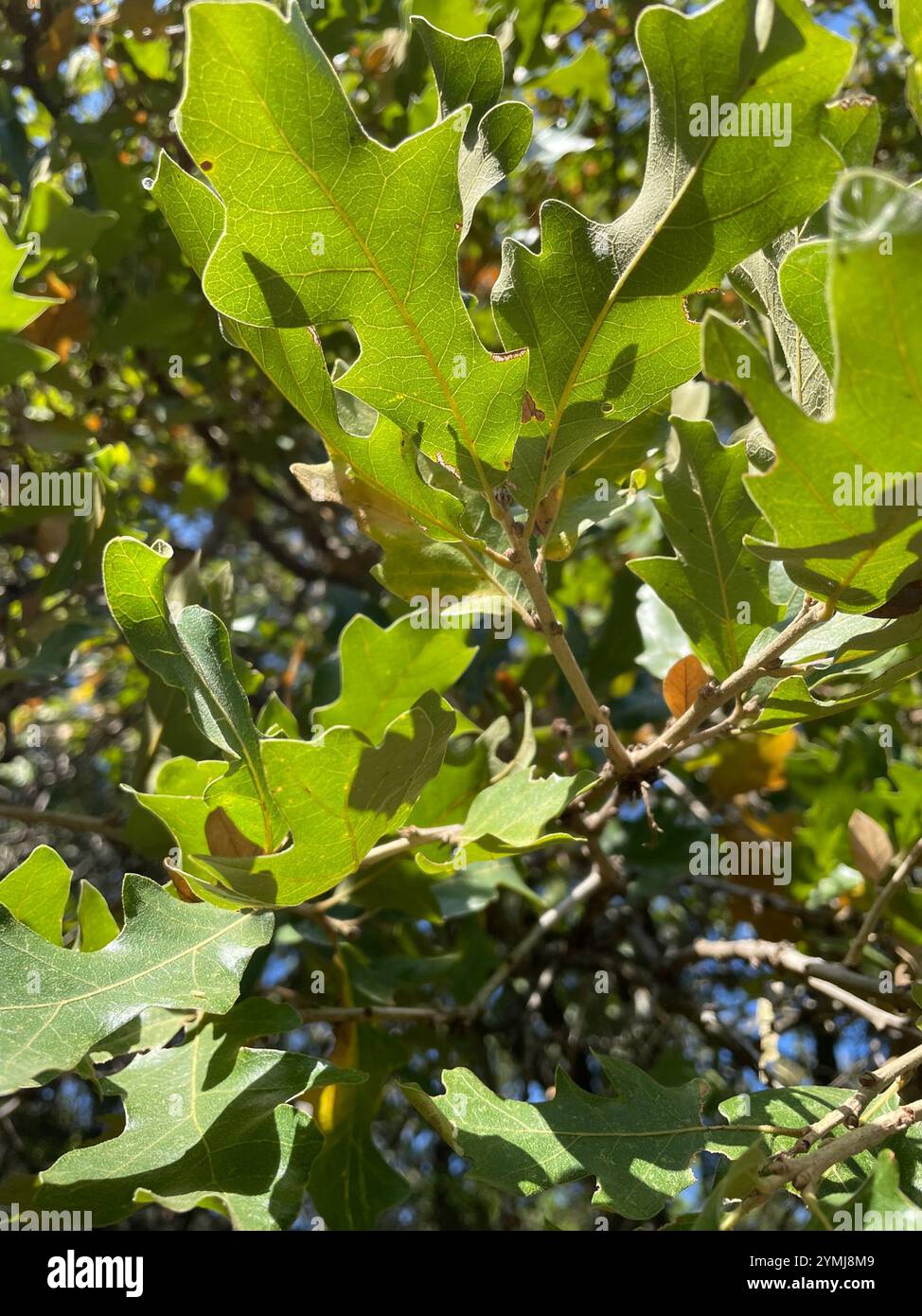 post oak (Quercus stellata Stock Photo - Alamy