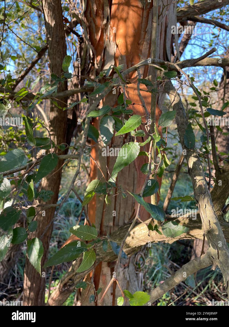 Planera aquatica hi-res stock photography and images - Alamy