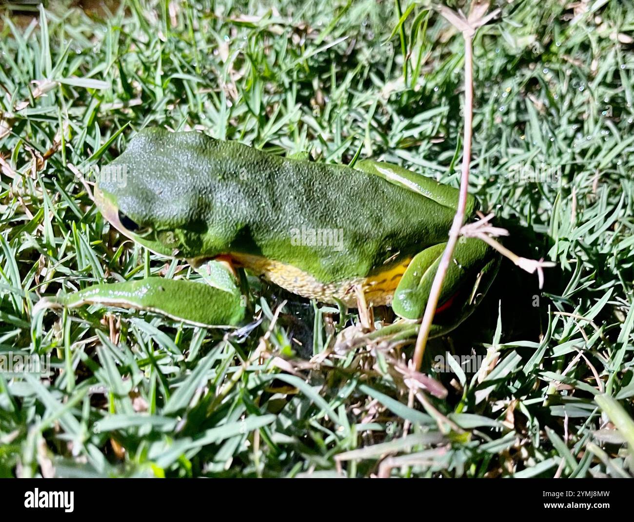 Southern Walking Leaf Frog (Phyllomedusa iheringii Stock Photo - Alamy