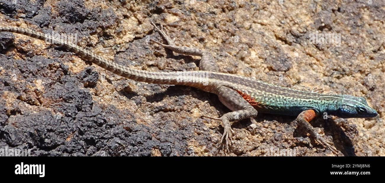 Augrabies flat lizard (Platysaurus broadleyi Stock Photo - Alamy