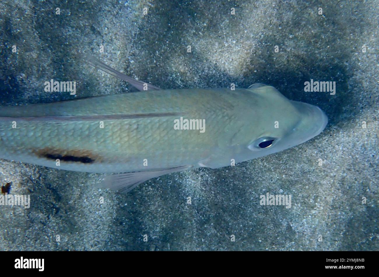 Thumbprint Emperor (Lethrinus harak Stock Photo - Alamy