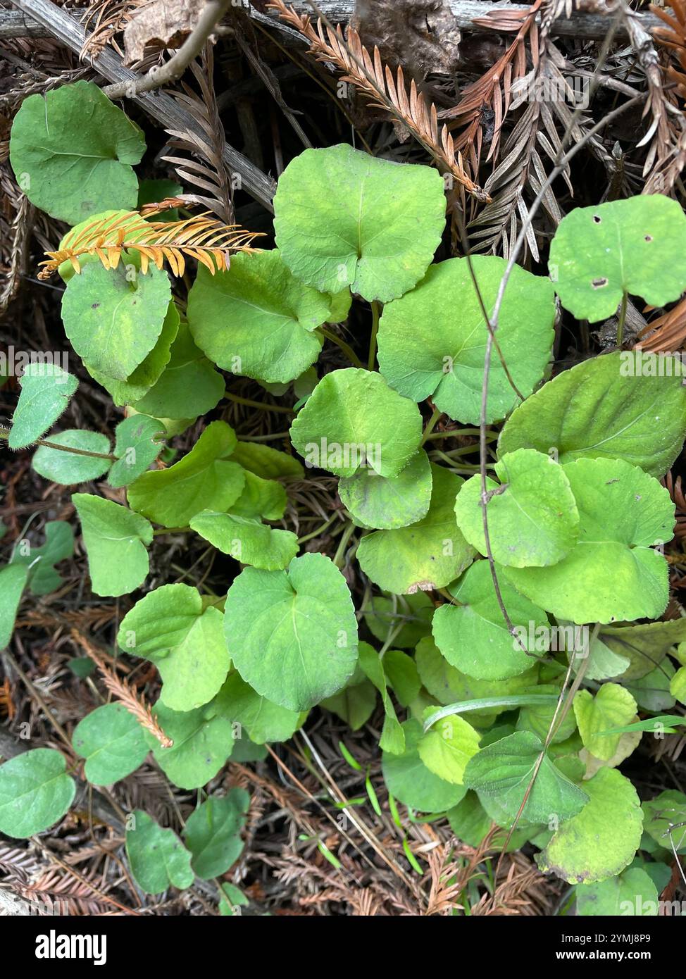 Redwood Violet (Viola sempervirens Stock Photo - Alamy
