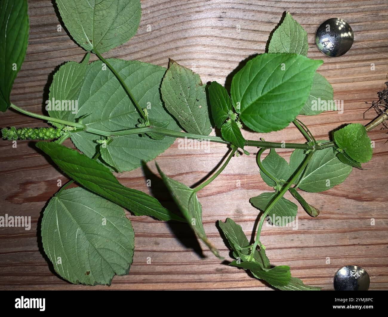 Cuban copperleaf (Acalypha setosa Stock Photo - Alamy