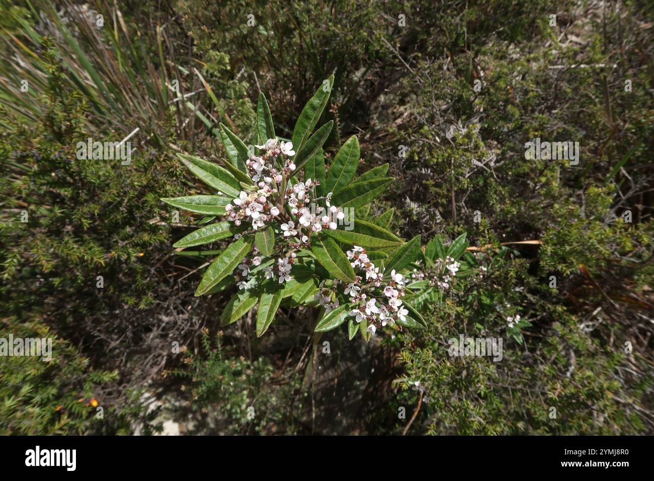 (Zieria arborescens arborescens Stock Photo - Alamy