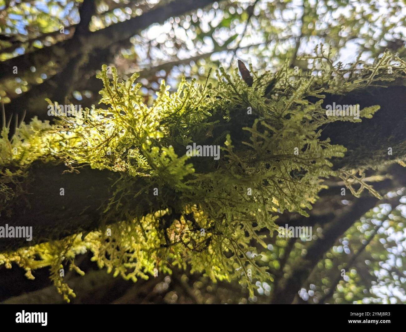 Thalloid liverworts hi-res stock photography and images - Alamy