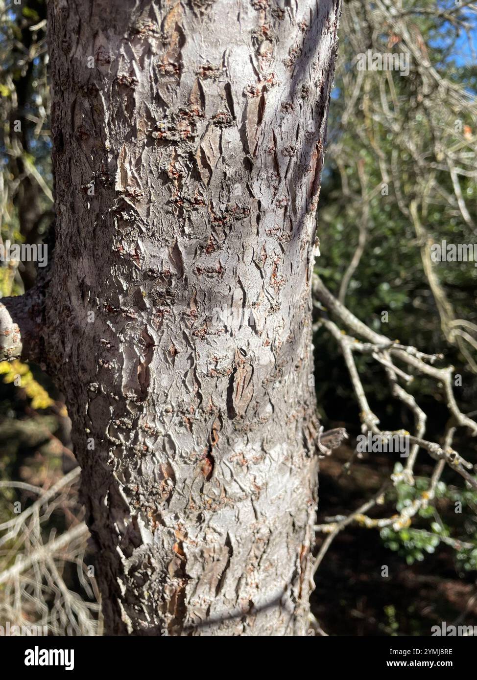 Prairie flameleaf sumac (Rhus lanceolata Stock Photo - Alamy
