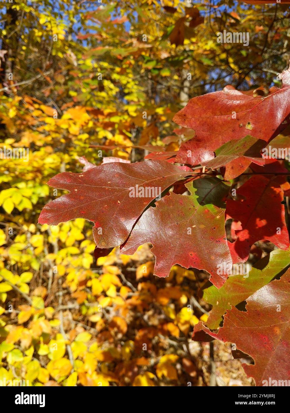southern red oak (Quercus falcata Stock Photo - Alamy