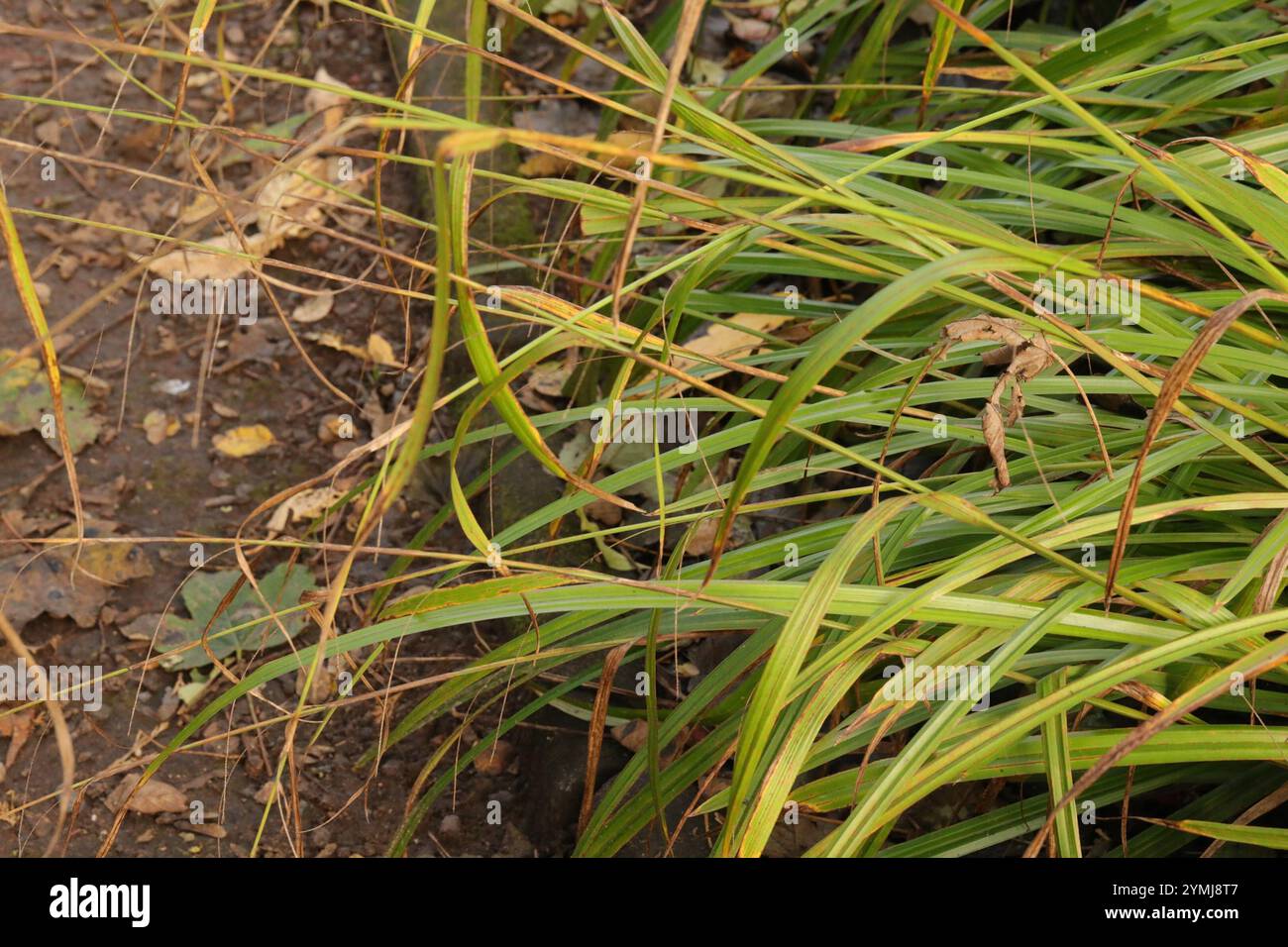 Hanging sedge (Carex pendula Stock Photo - Alamy