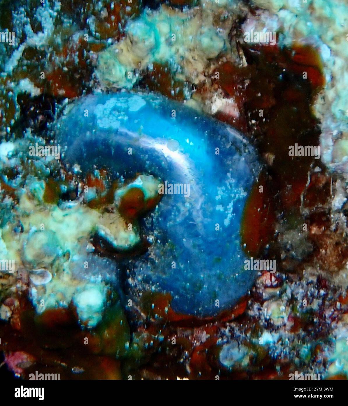 sailor's eyeball alga (Valonia ventricosa Stock Photo - Alamy