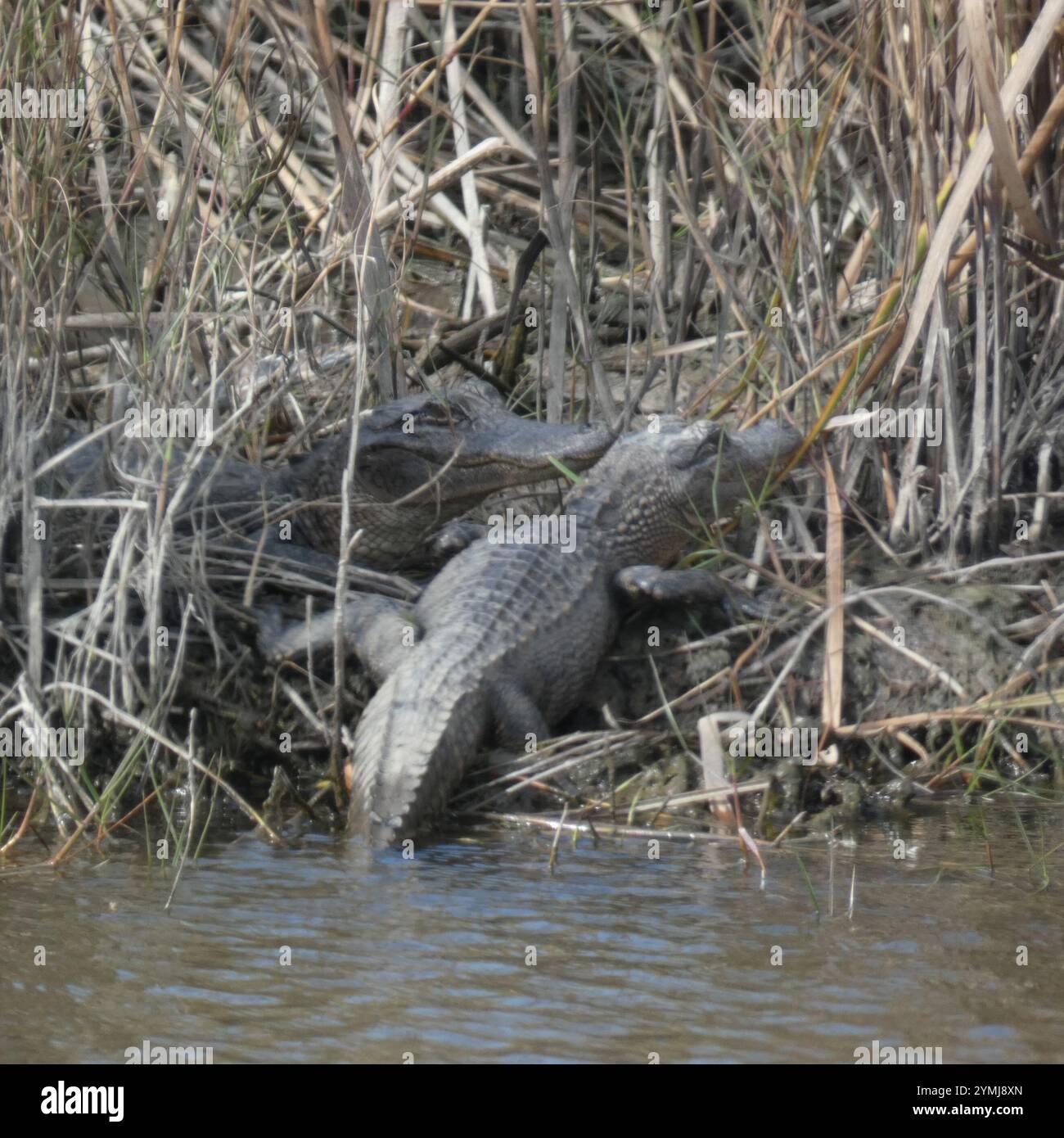 American Alligator (Alligator mississippiensis Stock Photo - Alamy