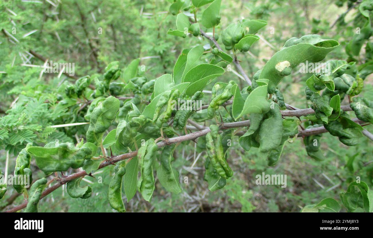 buffalo-thorn (Ziziphus mucronata Stock Photo - Alamy