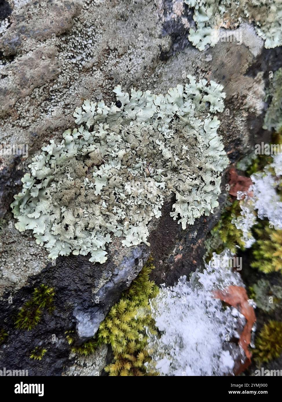 common lichens (Lecanoromycetes Stock Photo - Alamy