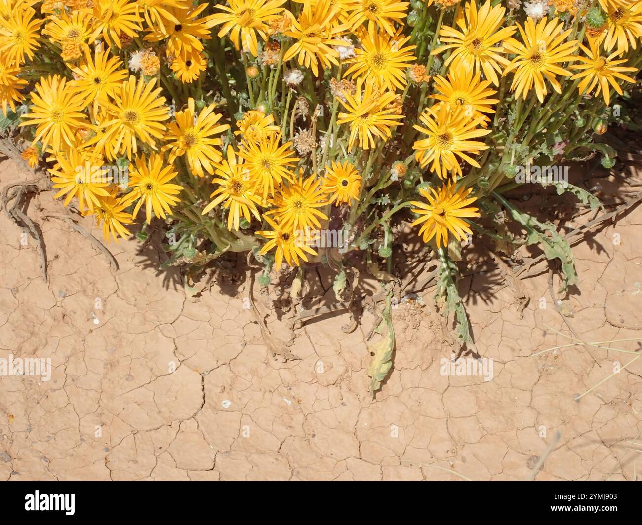 Karoo African Daisy (Arctotis leiocarpa Stock Photo - Alamy