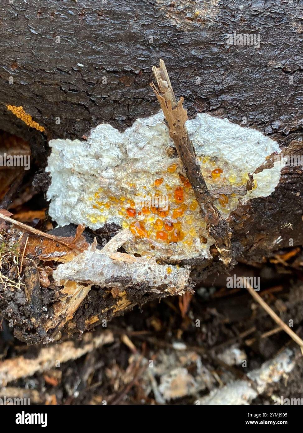 Resinous Polypore (Ischnoderma resinosum Stock Photo - Alamy