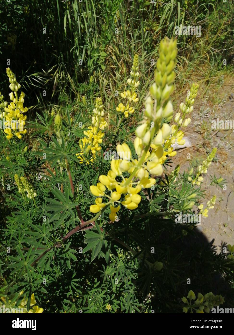 coastal bush lupine (Lupinus arboreus Stock Photo - Alamy