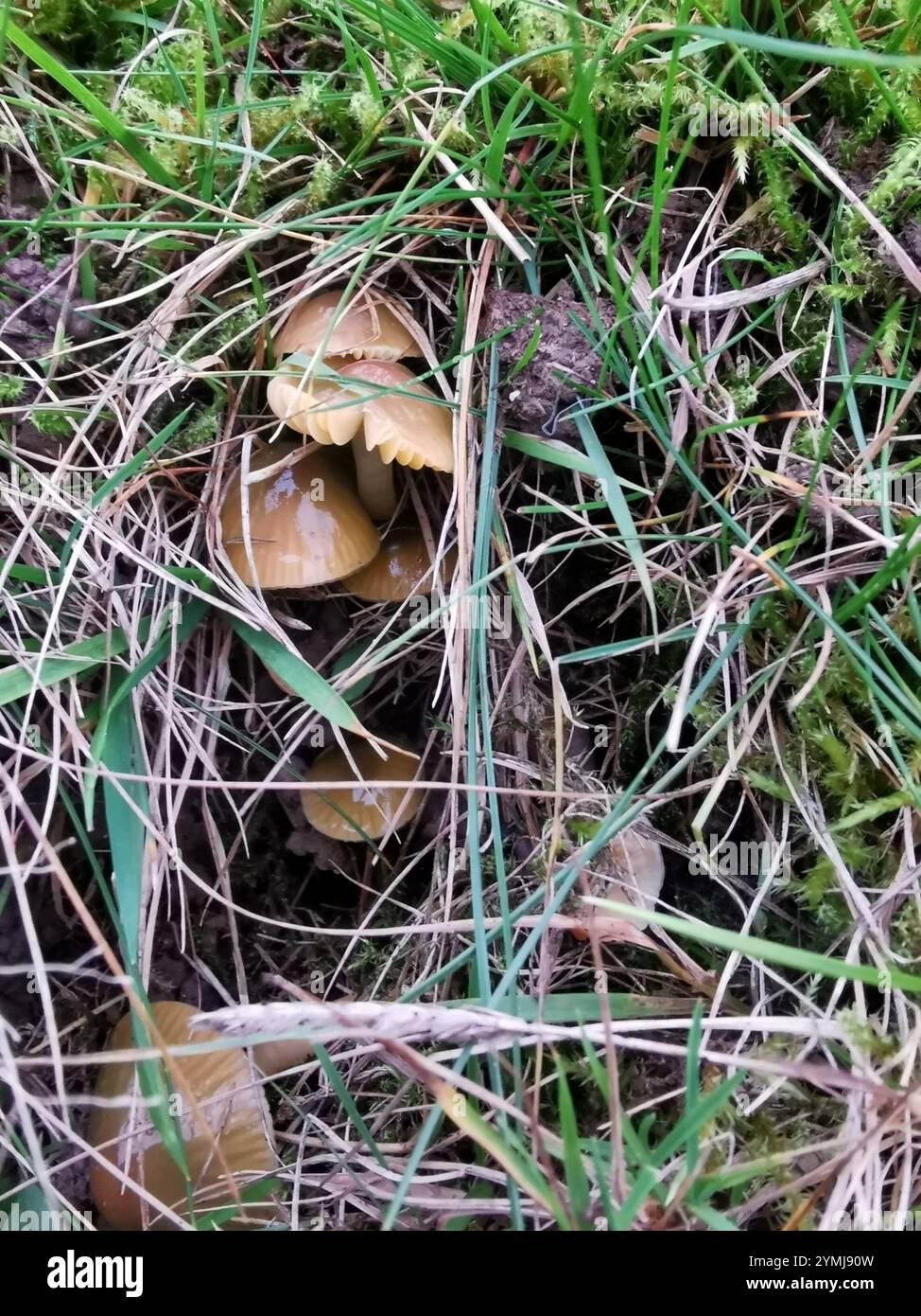 Parrot Mushroom (Gliophorus psittacinus Stock Photo - Alamy