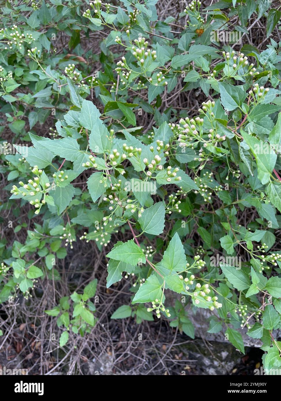 Shrubby boneset (Ageratina havanensis Stock Photo - Alamy