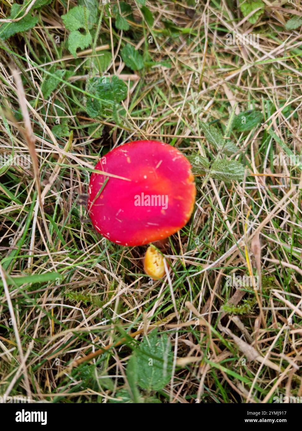 Scarlet Waxy Cap (Hygrocybe coccinea Stock Photo - Alamy