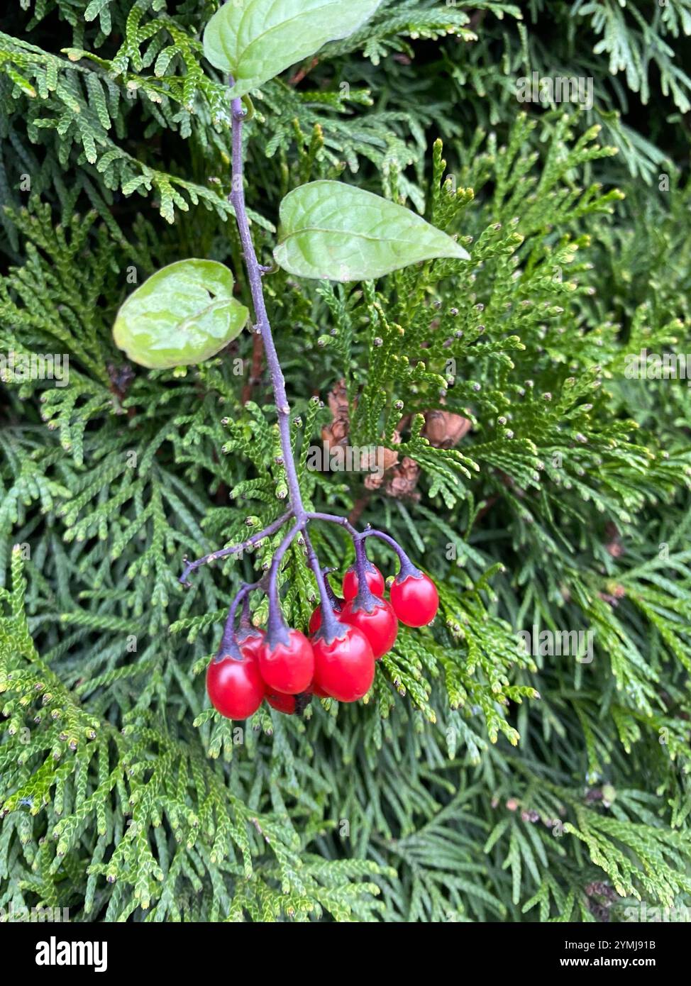 bittersweet nightshade (Solanum dulcamara Stock Photo - Alamy