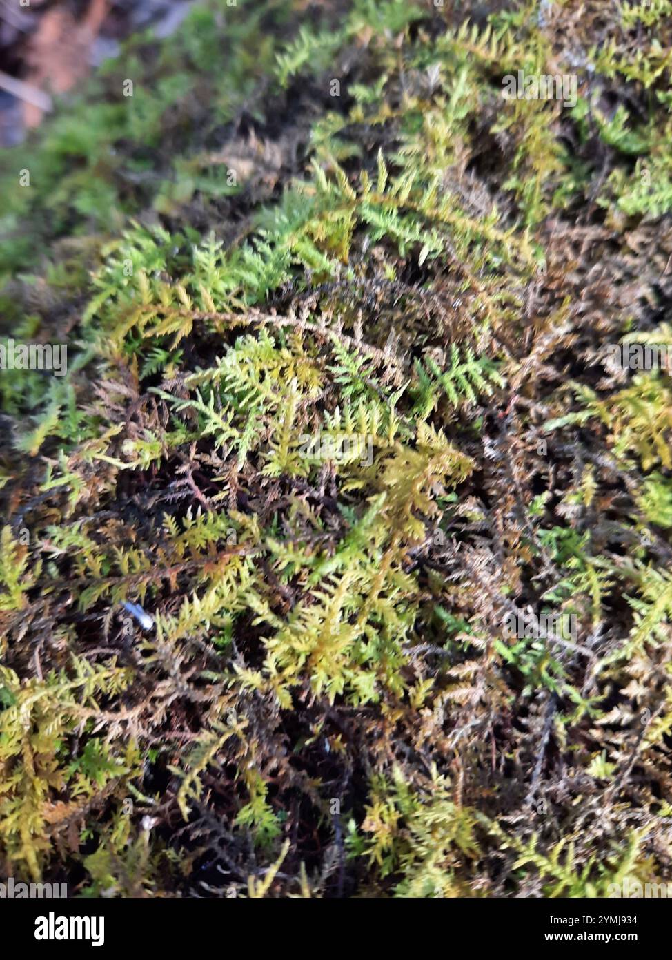 fern mosses (Thuidium Stock Photo - Alamy
