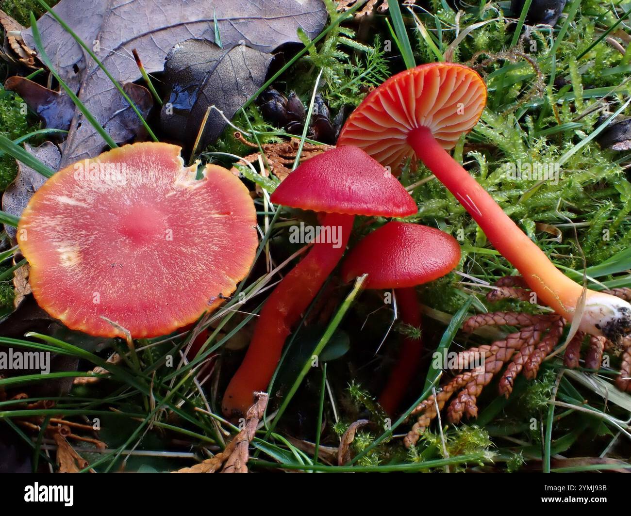 Scarlet Waxy Cap (Hygrocybe coccinea Stock Photo - Alamy