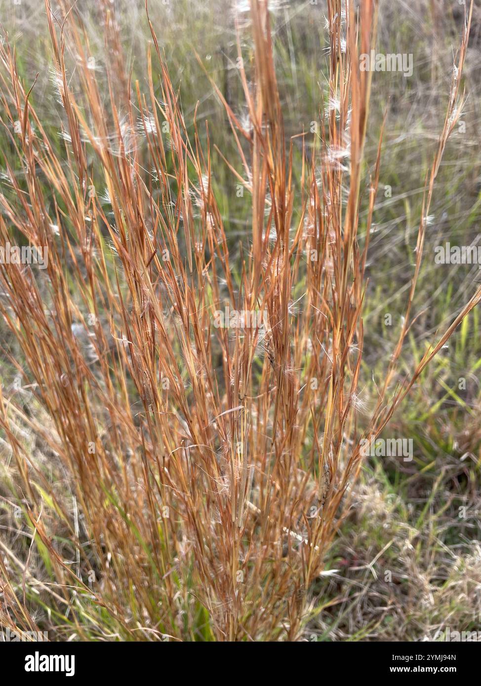 bluestems, thatching grasses, and allies (Andropogoninae Stock Photo ...