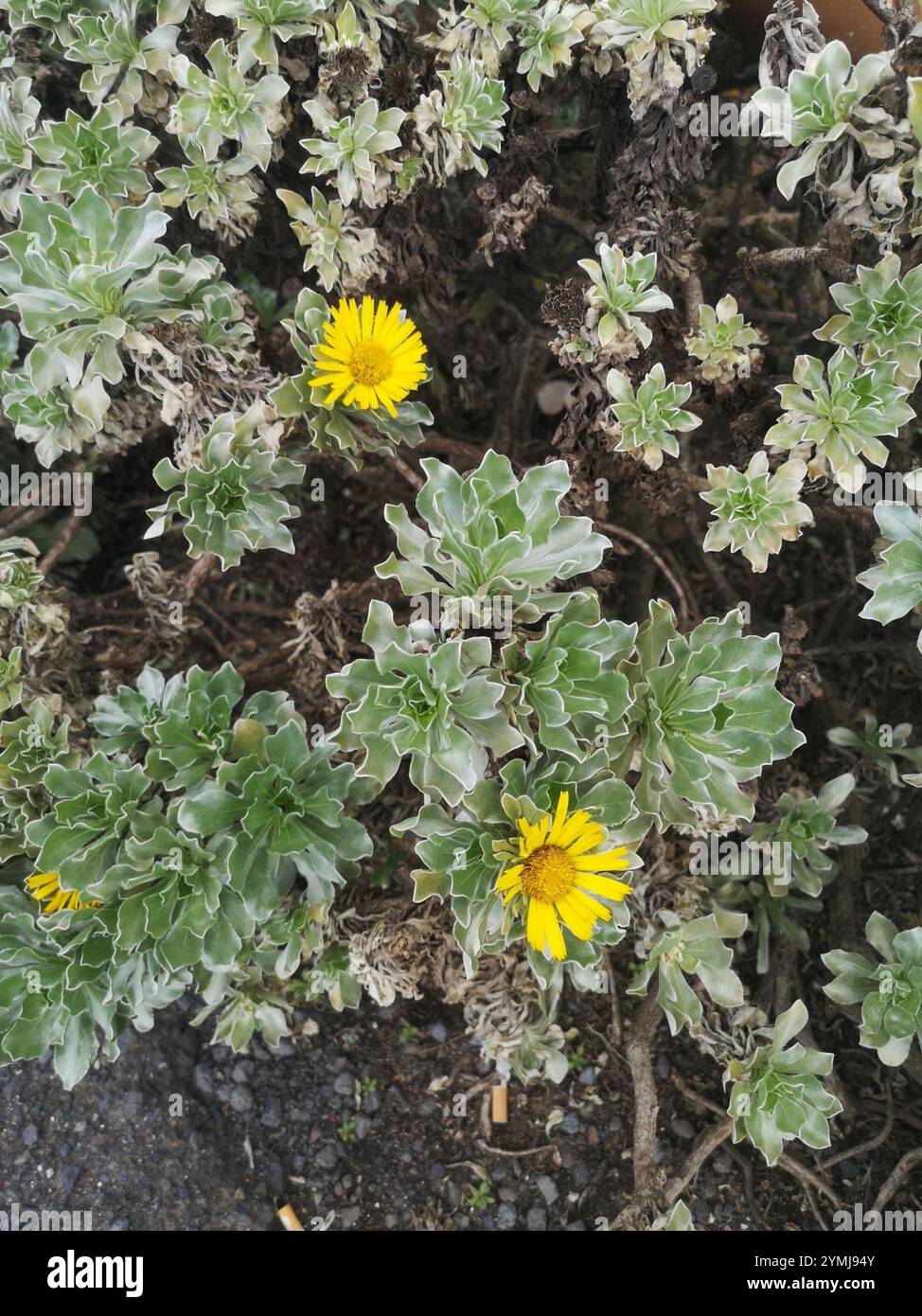 Canary Island Daisy (Asteriscus sericeus Stock Photo - Alamy