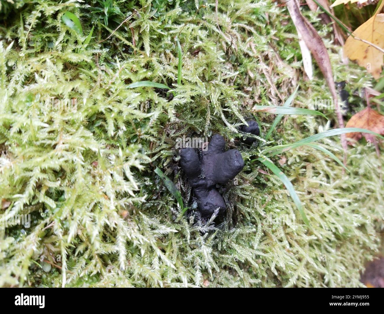 dead man's fingers (Xylaria polymorpha Stock Photo - Alamy