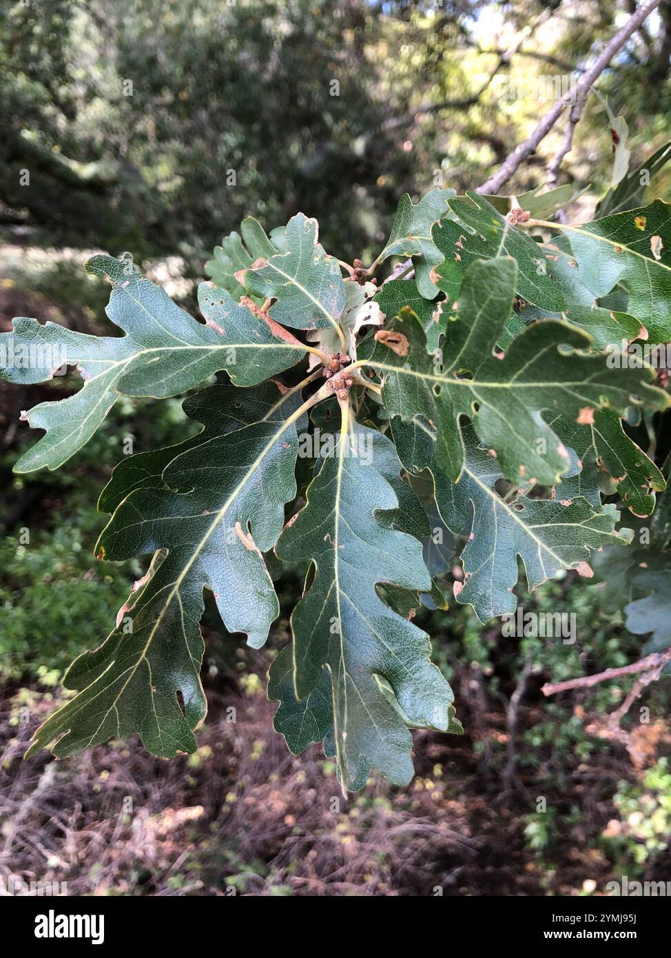 valley oak (Quercus lobata Stock Photo - Alamy