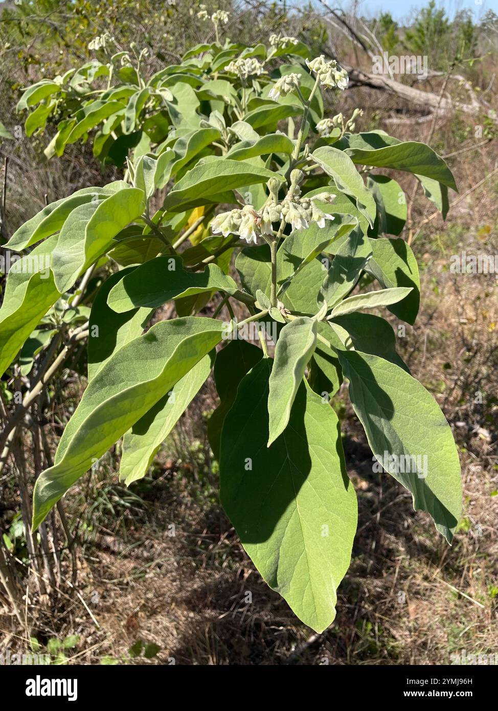potato tree (Solanum erianthum Stock Photo - Alamy