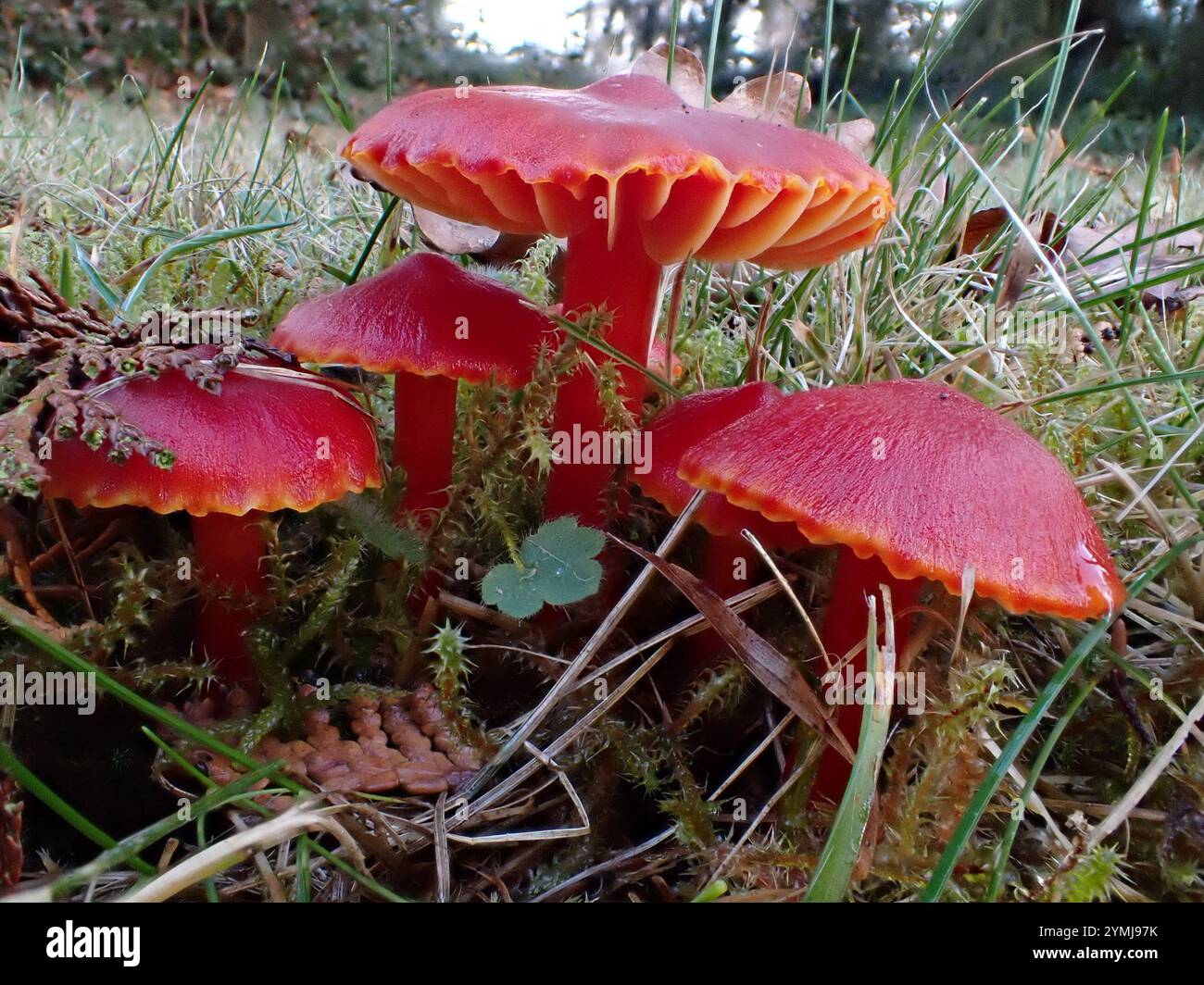 Scarlet Waxy Cap (Hygrocybe coccinea Stock Photo - Alamy