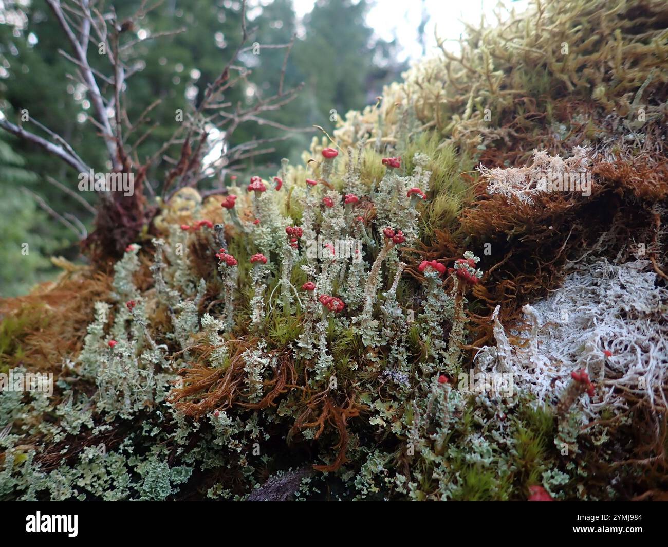 pixie cup and reindeer lichens (Cladonia Stock Photo - Alamy