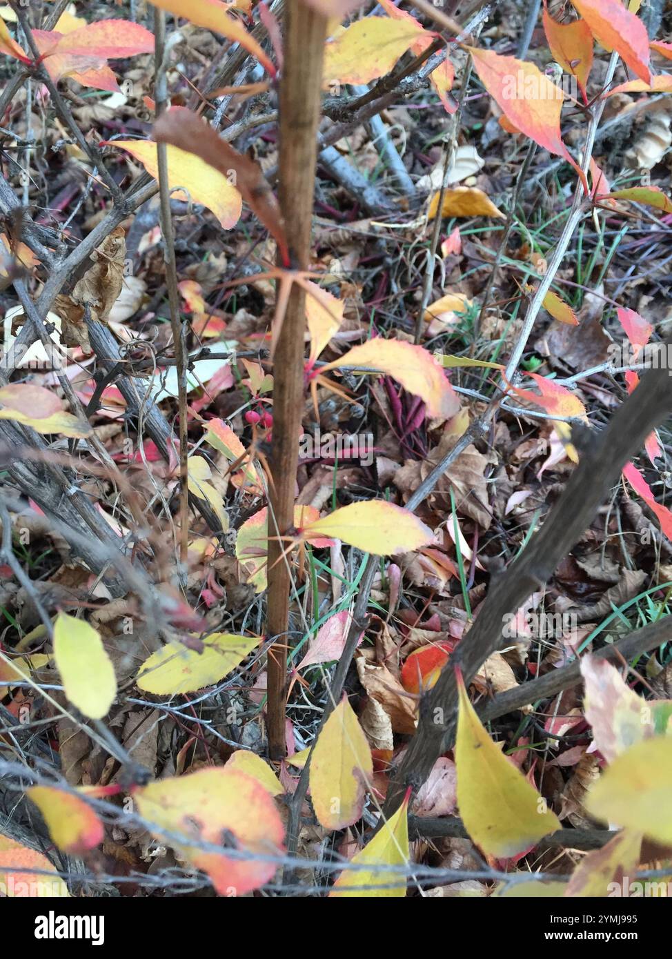 European barberry (Berberis vulgaris Stock Photo - Alamy