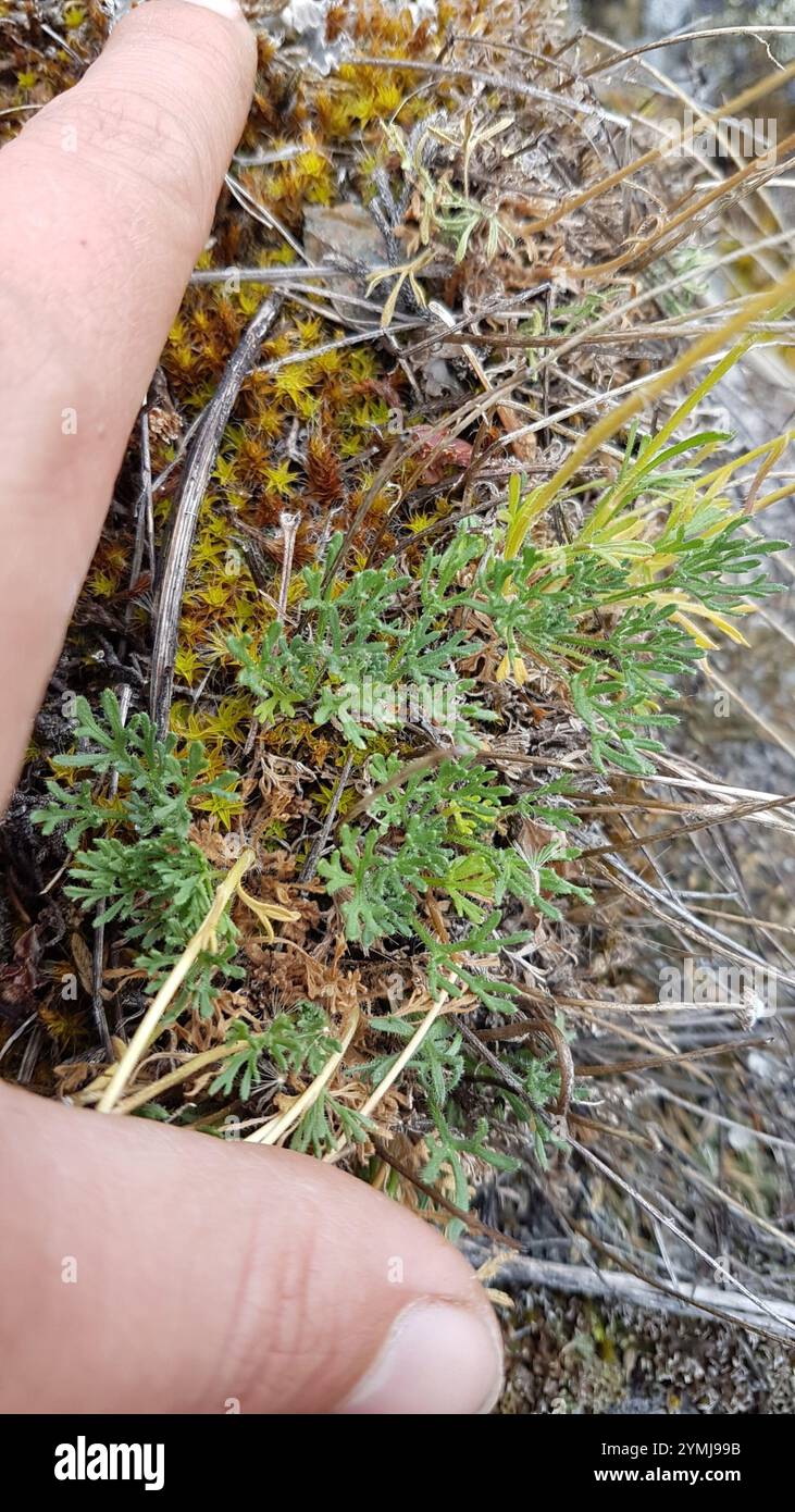 cut-leaf fleabane (Erigeron compositus Stock Photo - Alamy