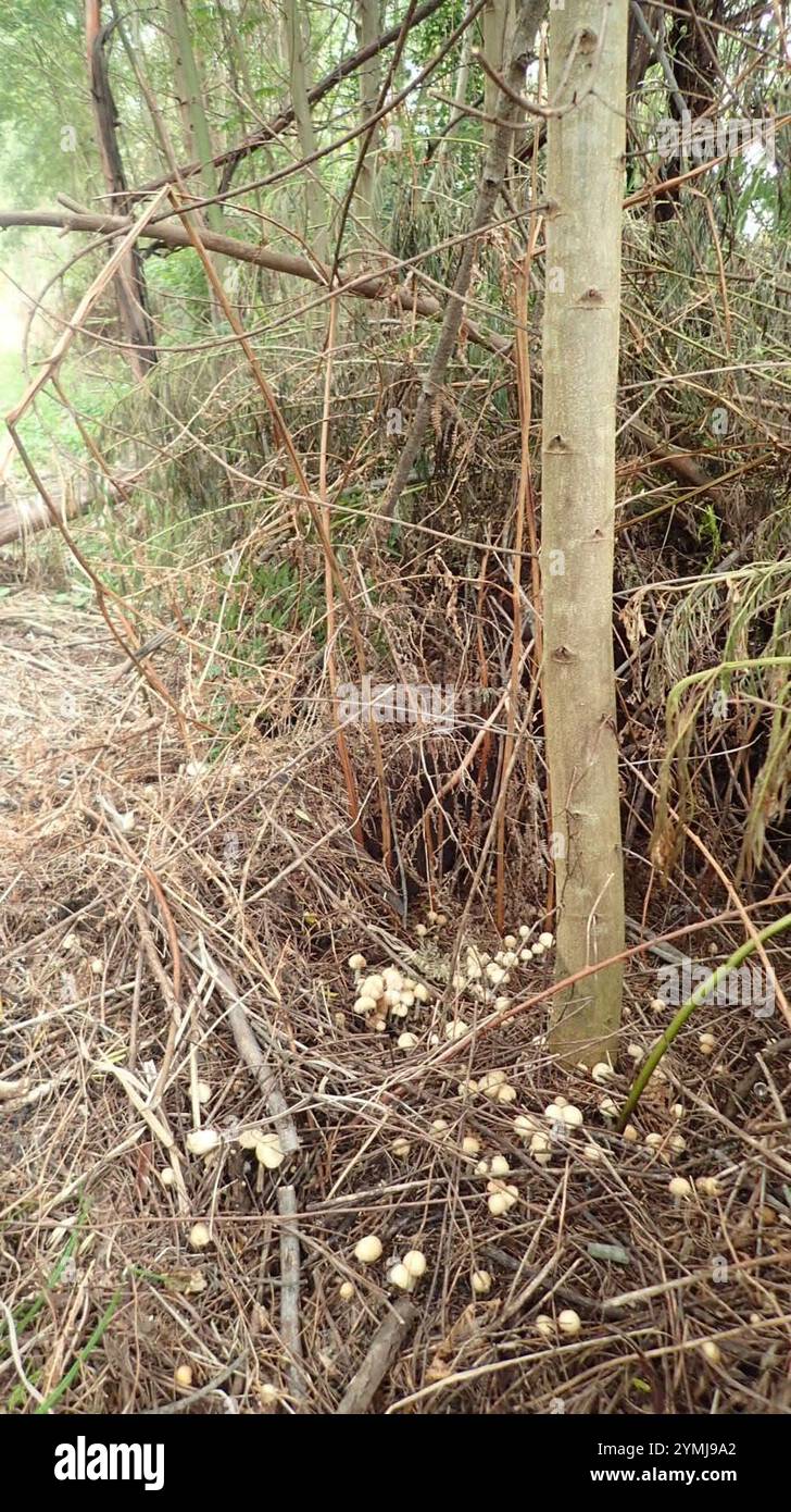 Pale Brittlestem (Candolleomyces candolleanus Stock Photo - Alamy