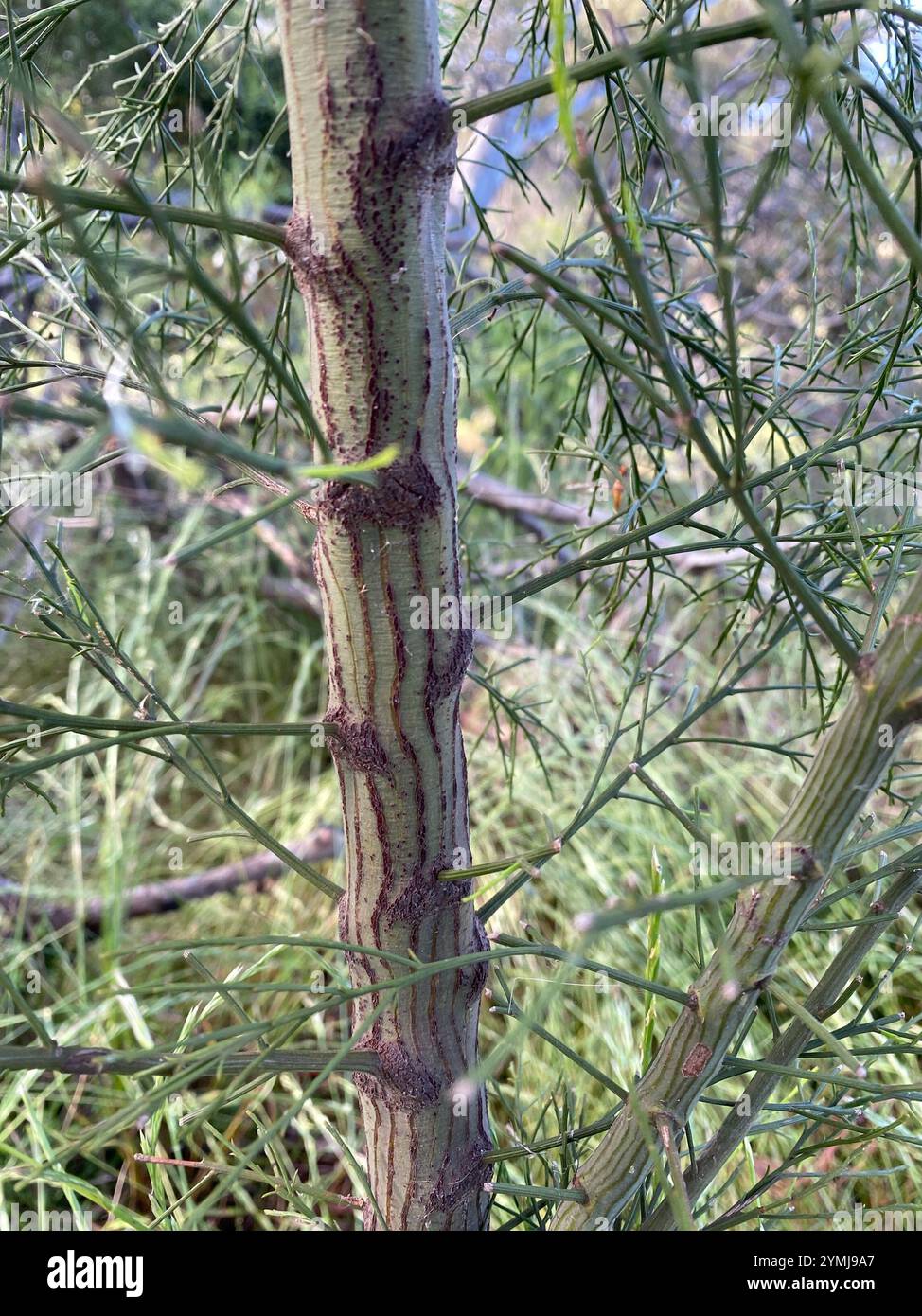 Exocarpos cupressiformis hi-res stock photography and images - Alamy