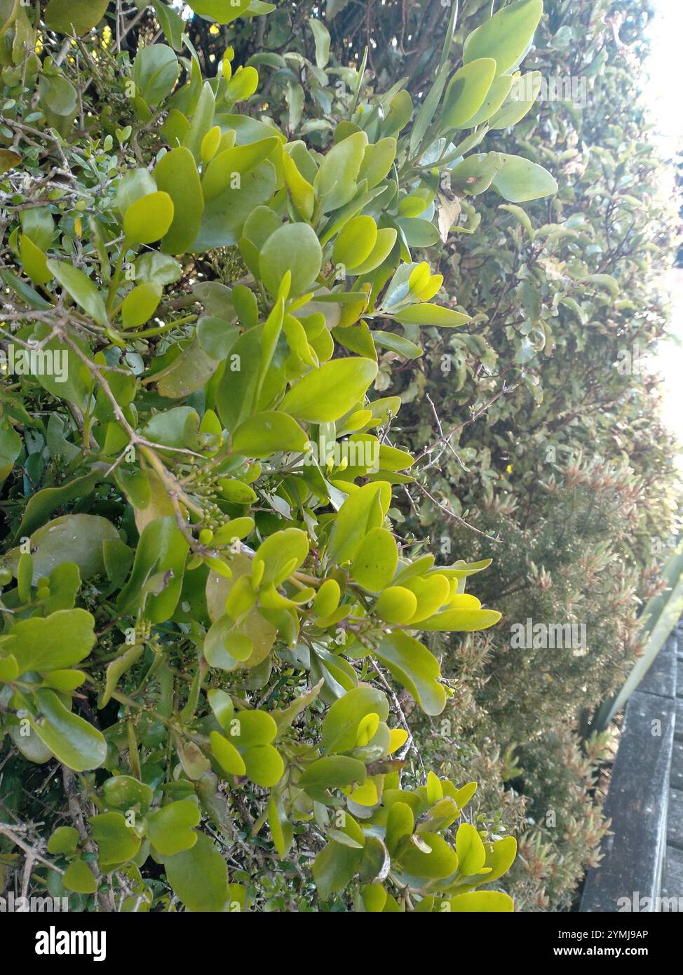 Green mistletoe (Ileostylus micranthus Stock Photo - Alamy