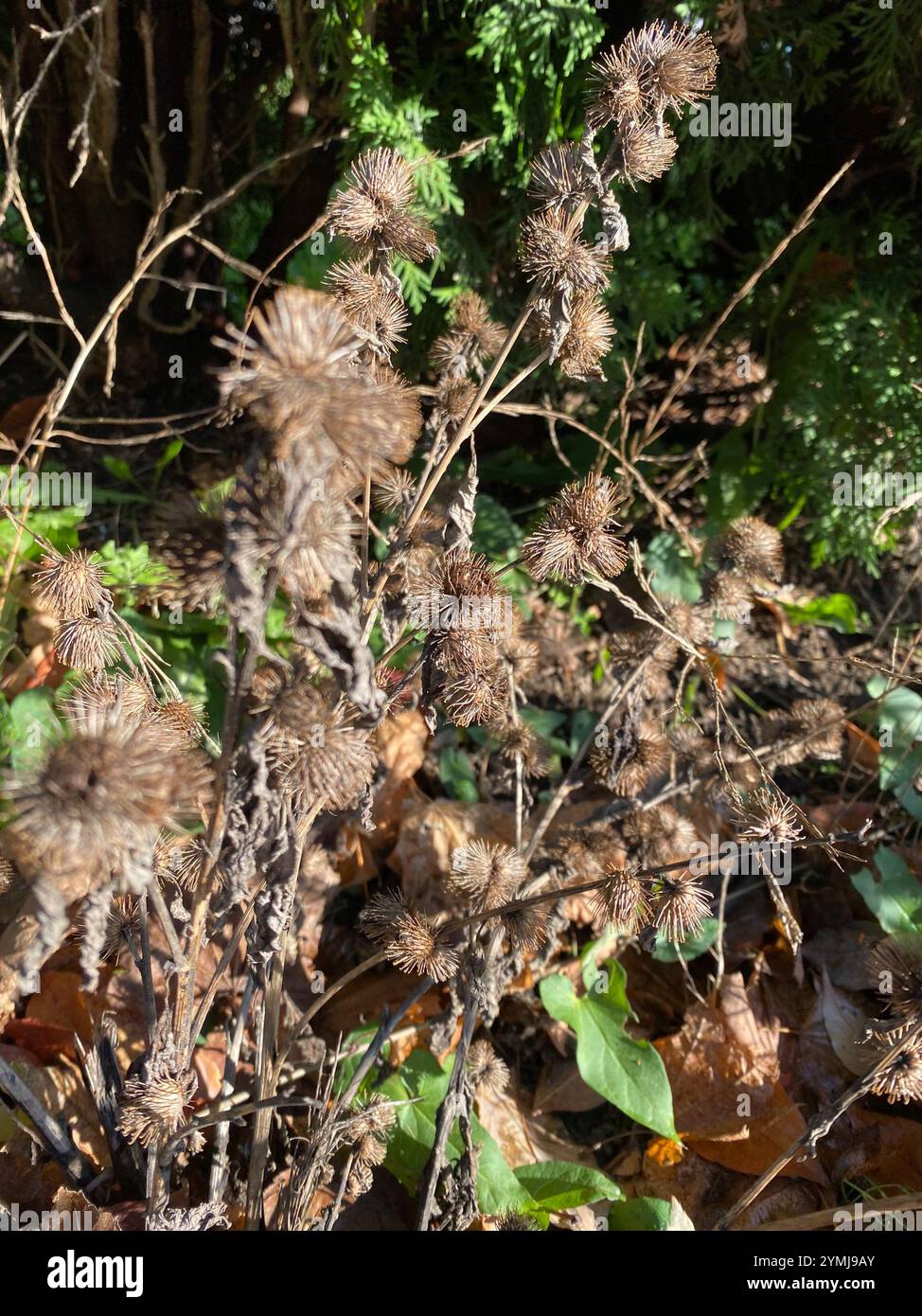 lesser burdock (Arctium minus Stock Photo - Alamy