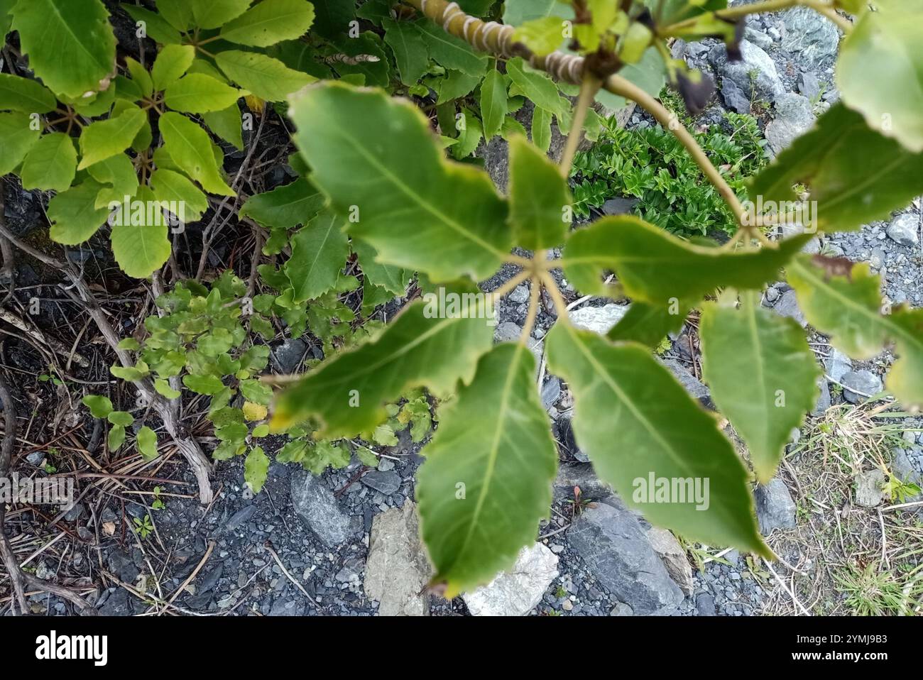 five finger (Pseudopanax arboreus Stock Photo - Alamy