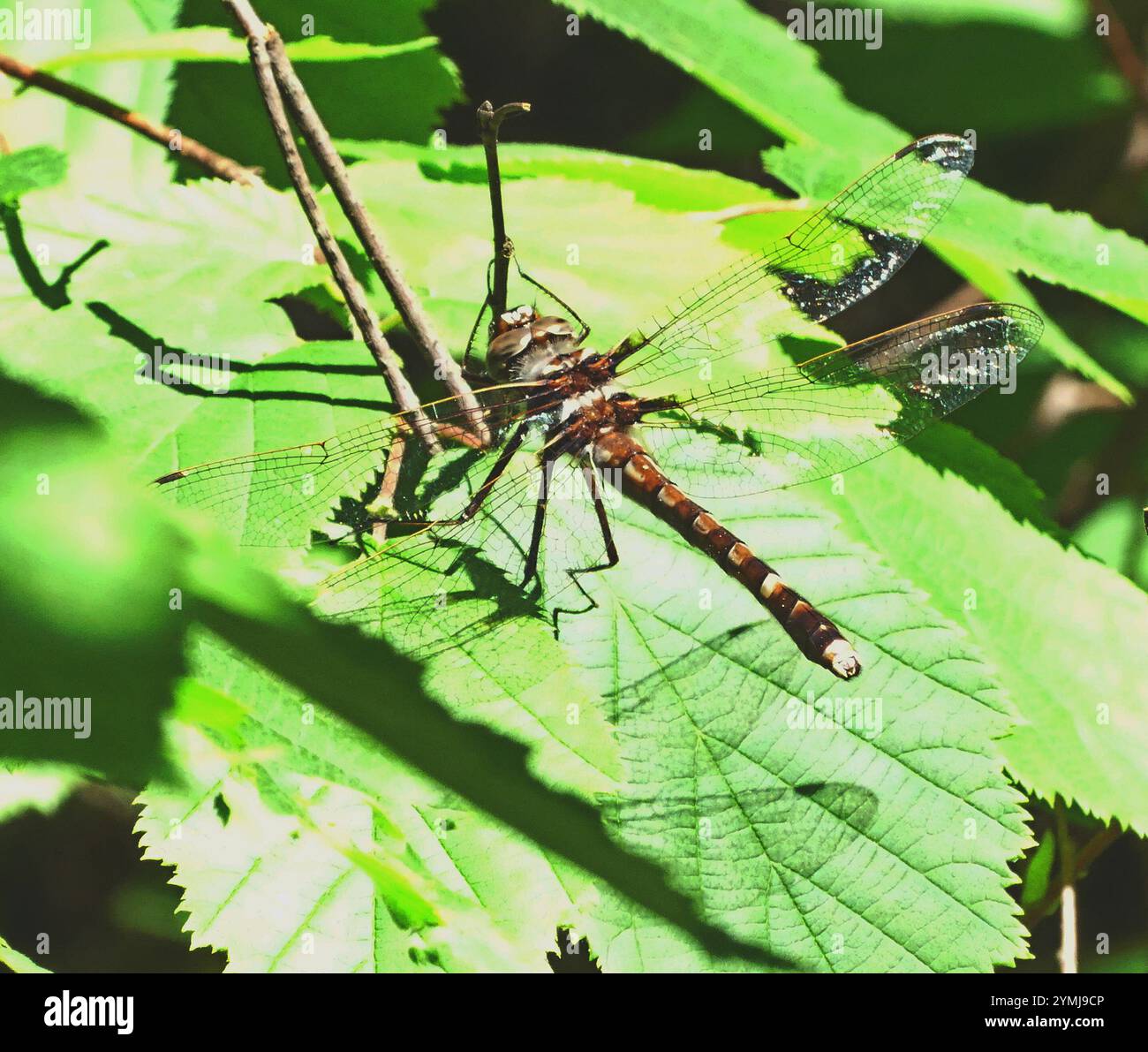 Stream Cruiser (Didymops transversa Stock Photo - Alamy