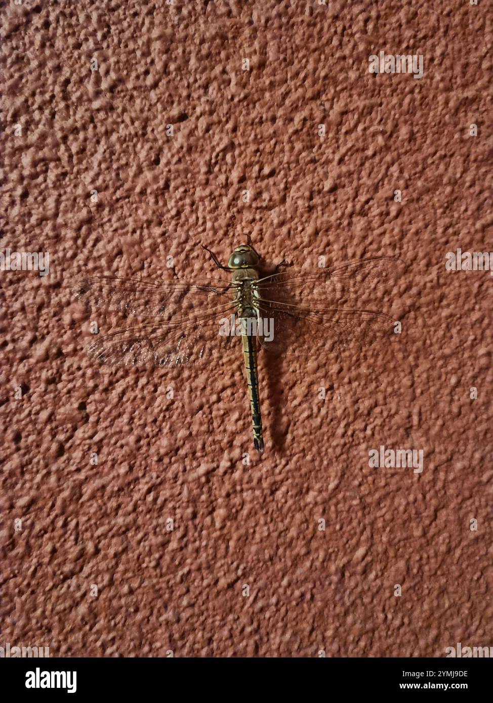 Vagrant Emperor (Anax ephippiger Stock Photo - Alamy